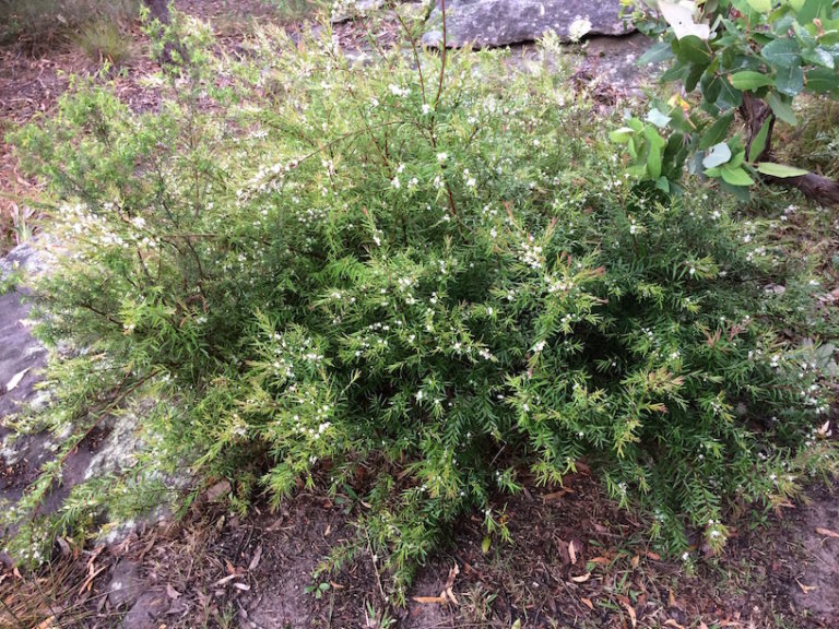 Grow your own midyim berries – small green things