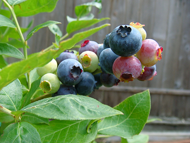 Grow your own blueberries – small green things