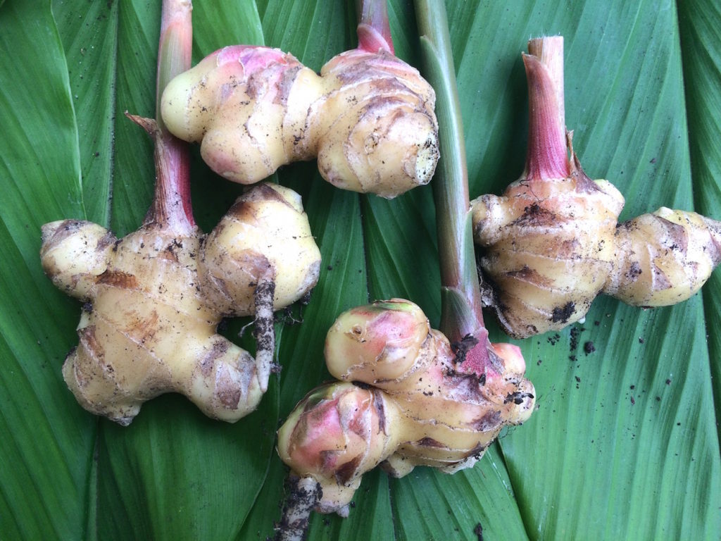 Grow your own ginger – small green things