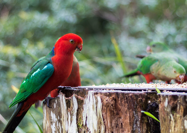 How to attract native birds to your garden – small green things