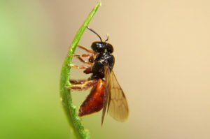 Meet your Australian native bees! – small green things