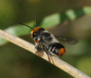 Meet your Australian native bees! – small green things