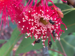 Meet your Australian native bees! – small green things