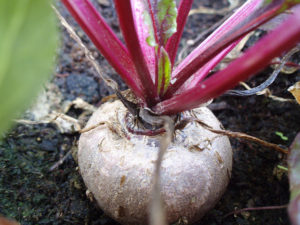 Grow your own beetroot – small green things
