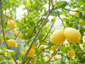 How to grow your own lemon tree – small green things