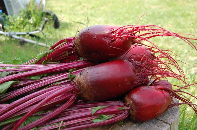 Grow your own beetroot – small green things