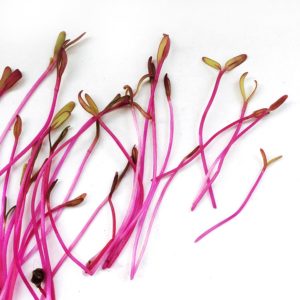 Grow your own beetroot – small green things